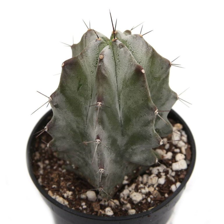 All Cacti – Leaf & Clay